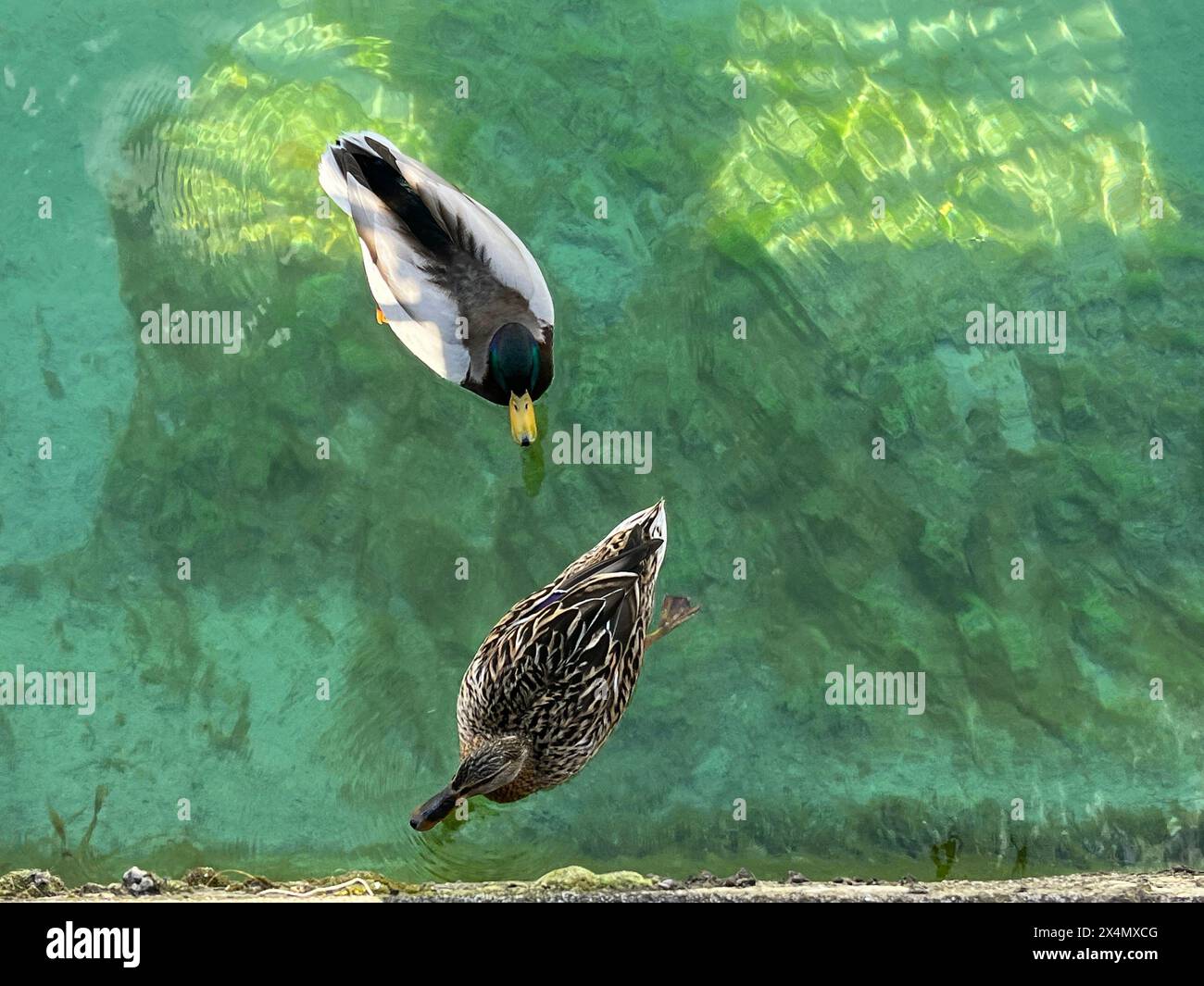 Haute-Savoie, France: ducks in the Annecy lake, known for being the ...