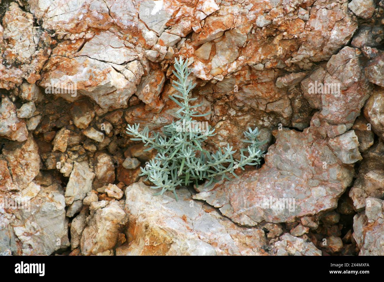 Rock vegetation plant hi-res stock photography and images - Alamy