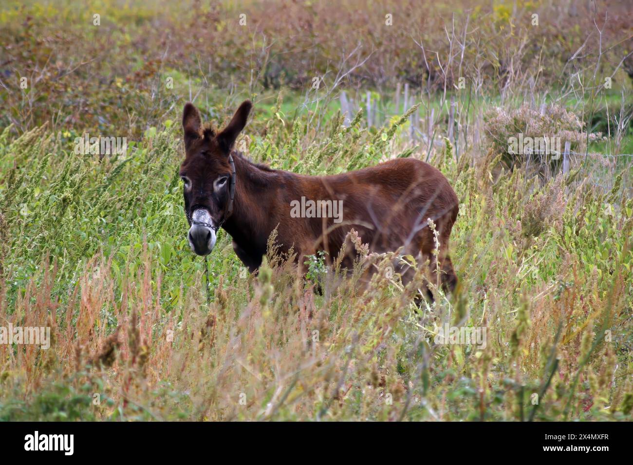 A donkey in a field looking straight at the camera, in the area of ...