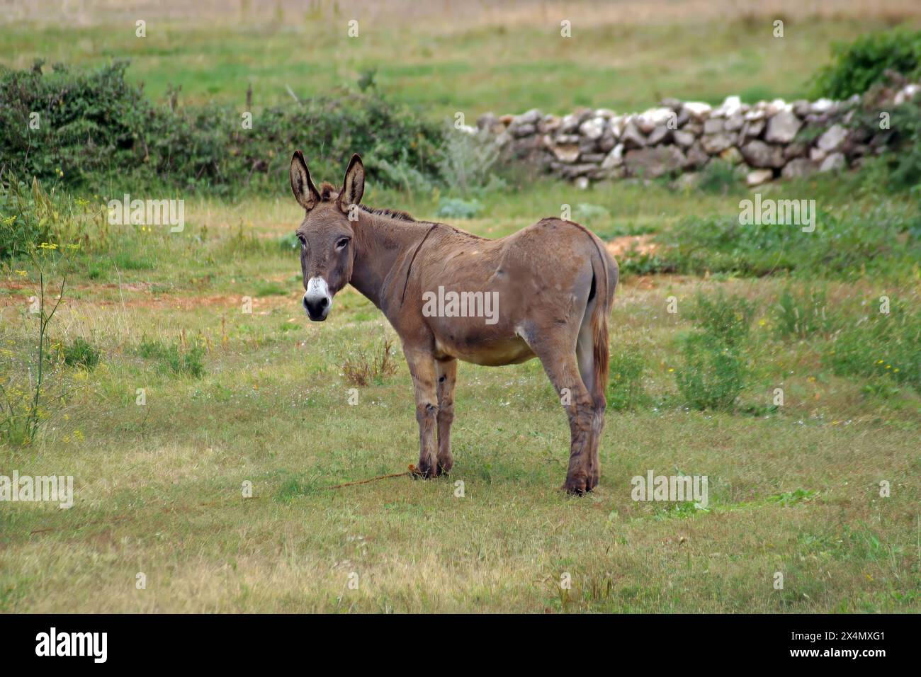 A donkey in a field looking straight at the camera, in the area of ...