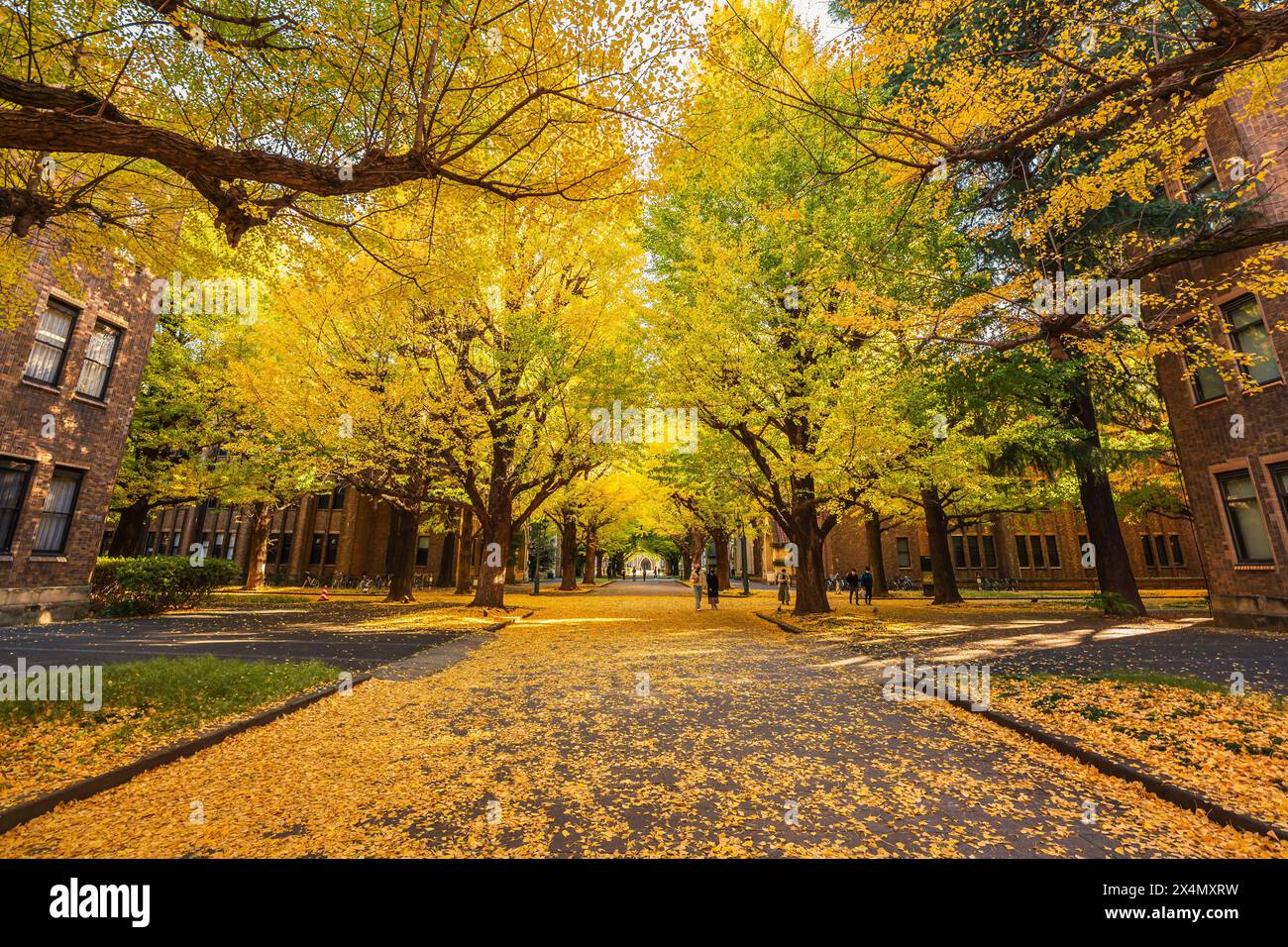 Ginkgo Trees of the University of Tokyo Stock Photo - Alamy