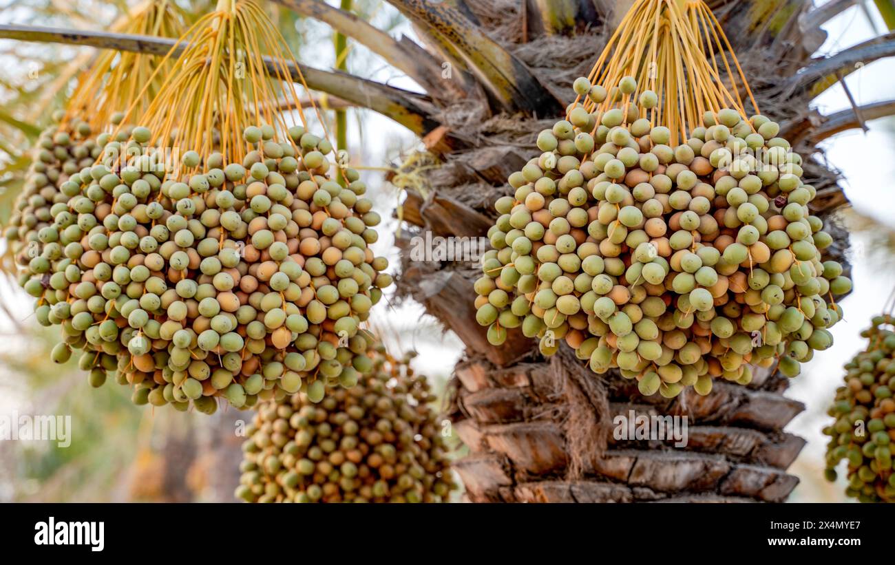 fresh dates about to ripe stage at a Date plantation Stock Photo - Alamy