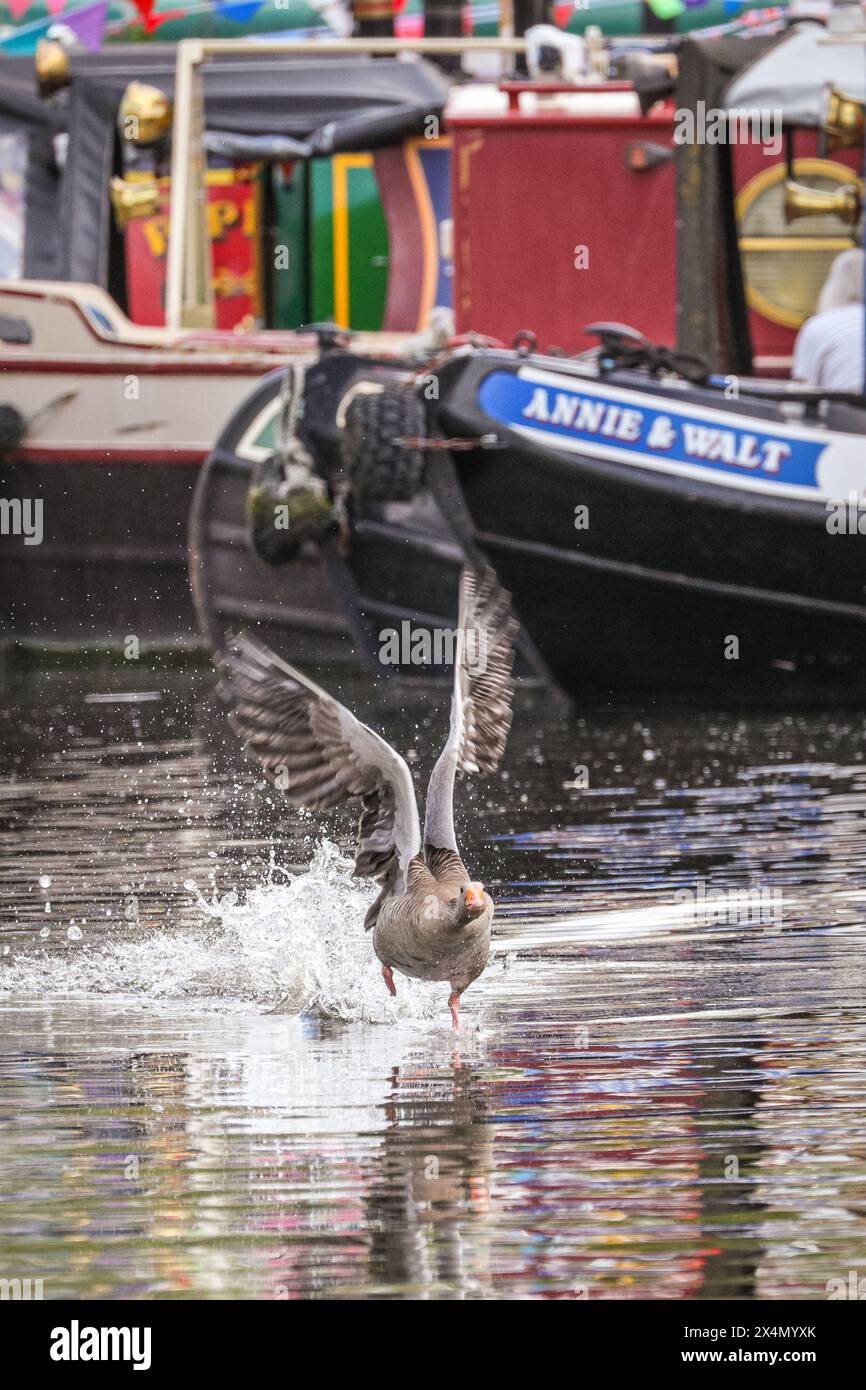 London, UK, 04th May 2024. A goose is unimpressed with all the boats ...