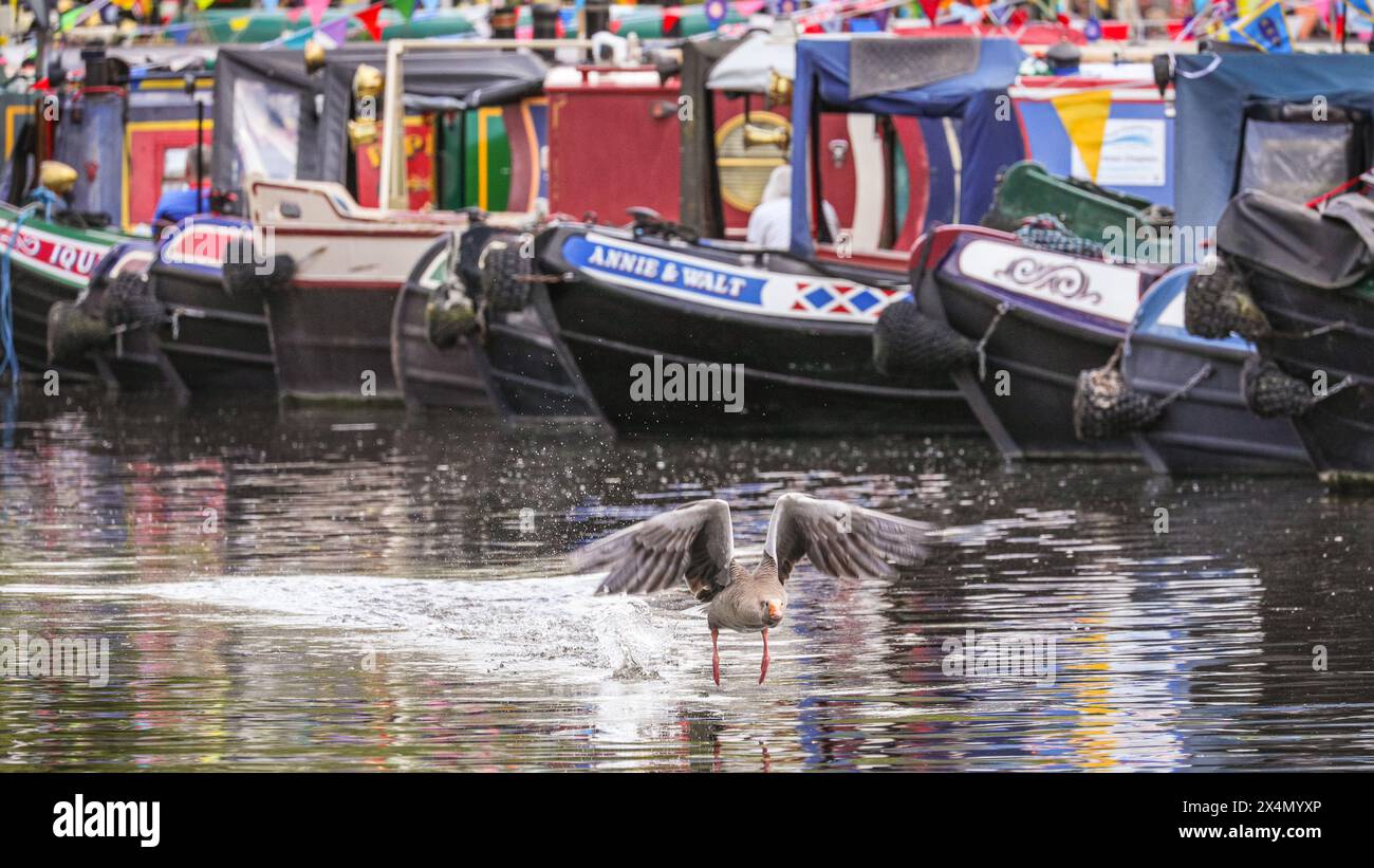 London, UK. 04th May, 2024. A goose is unimpressed with all the boats ...