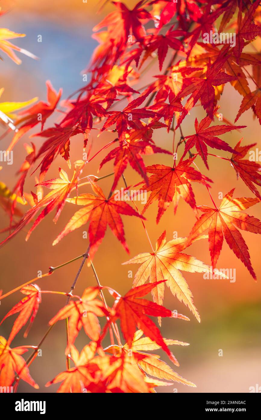 Yoyogi park autumn leaves hi-res stock photography and images - Alamy