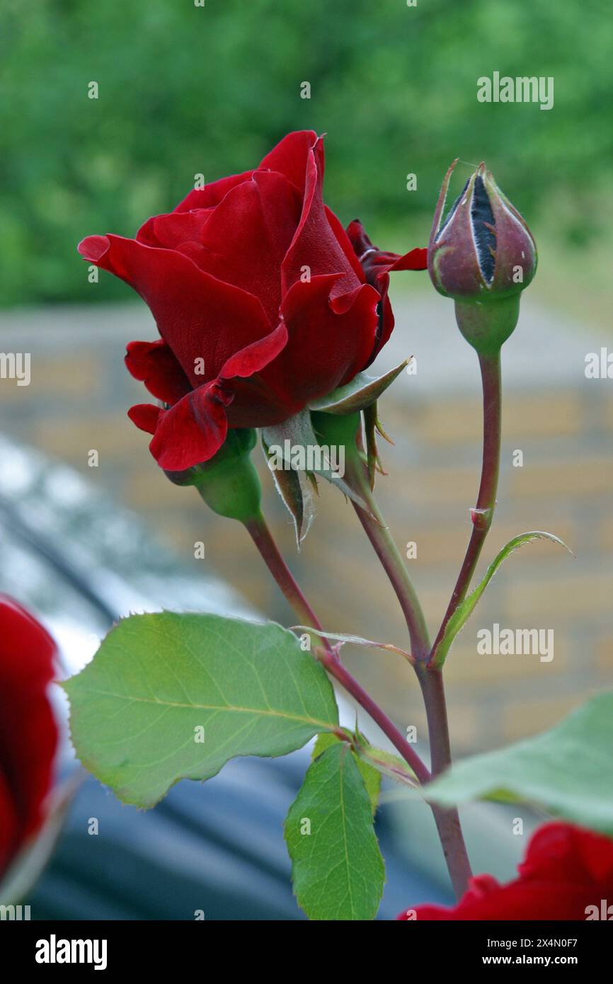 Full blooming red rose growing garden hi-res stock photography and ...