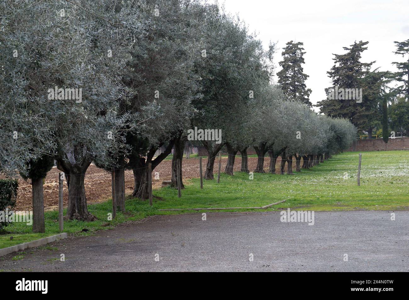 Picturesque landscape with olive groves in Appian Way Park in Rome ...
