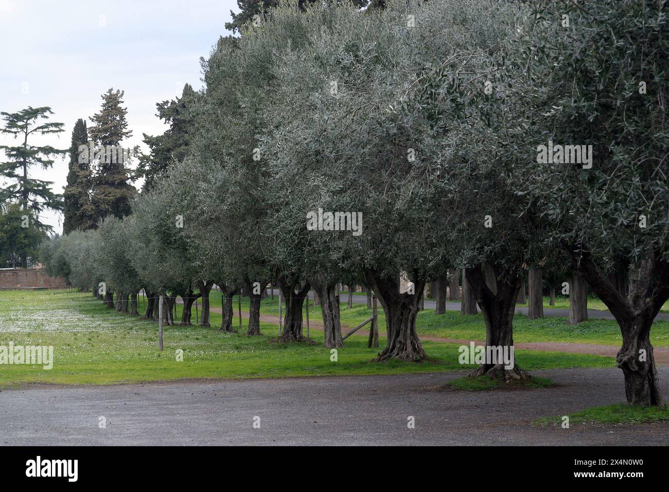 Picturesque landscape with olive groves in Appian Way Park in Rome ...