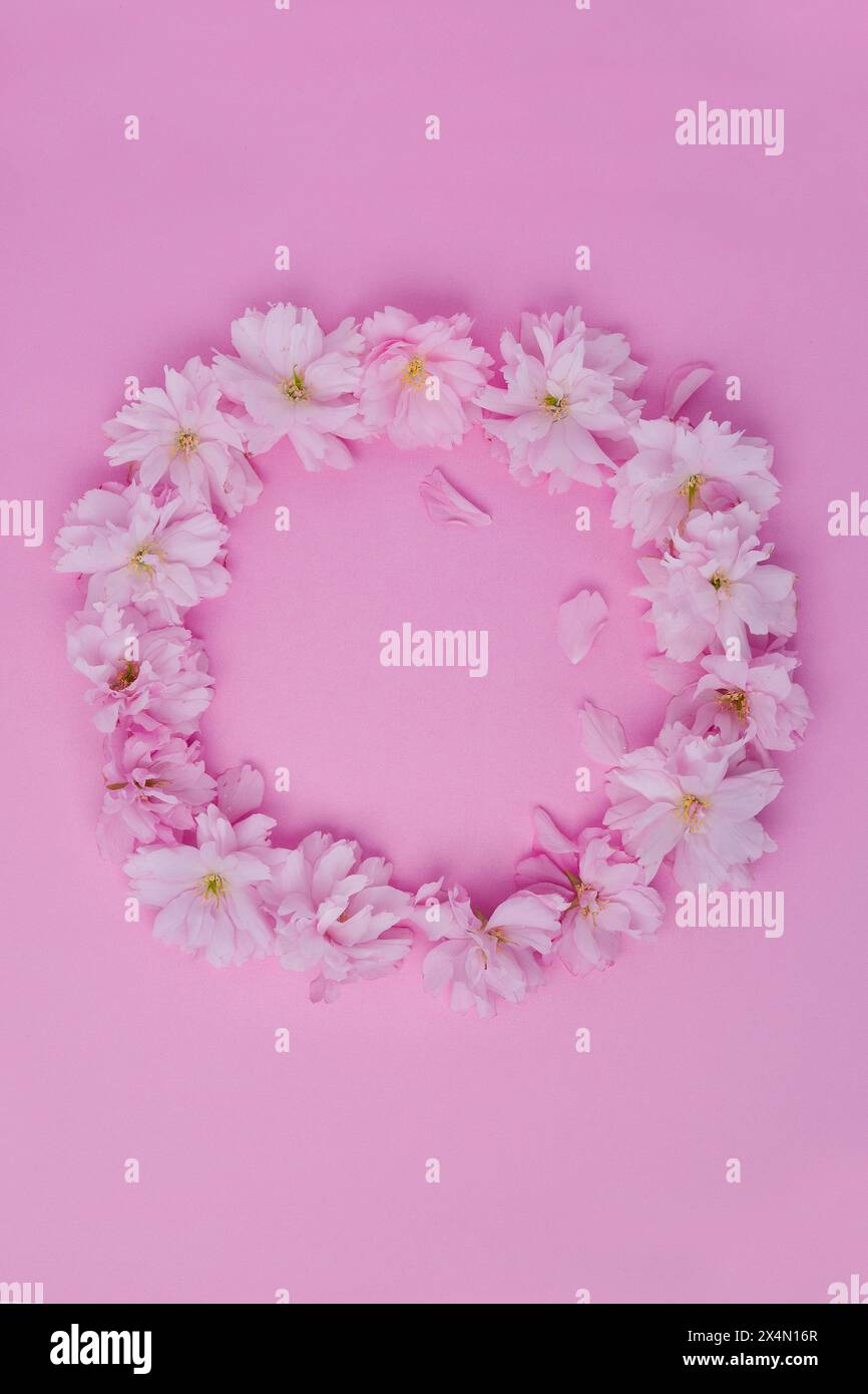 Pink blosson on white hi-res stock photography and images - Alamy