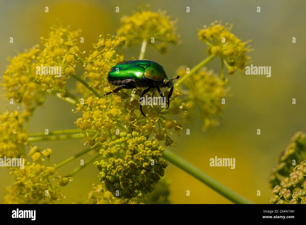 Copper chafer beetle hi-res stock photography and images - Alamy