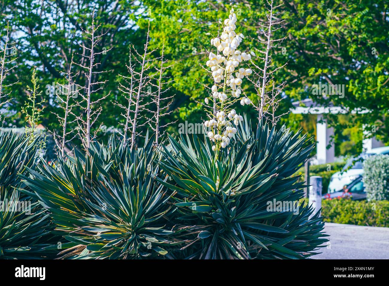 White yucca flower blooming in the garden, Curaçao Stock Photo - Alamy