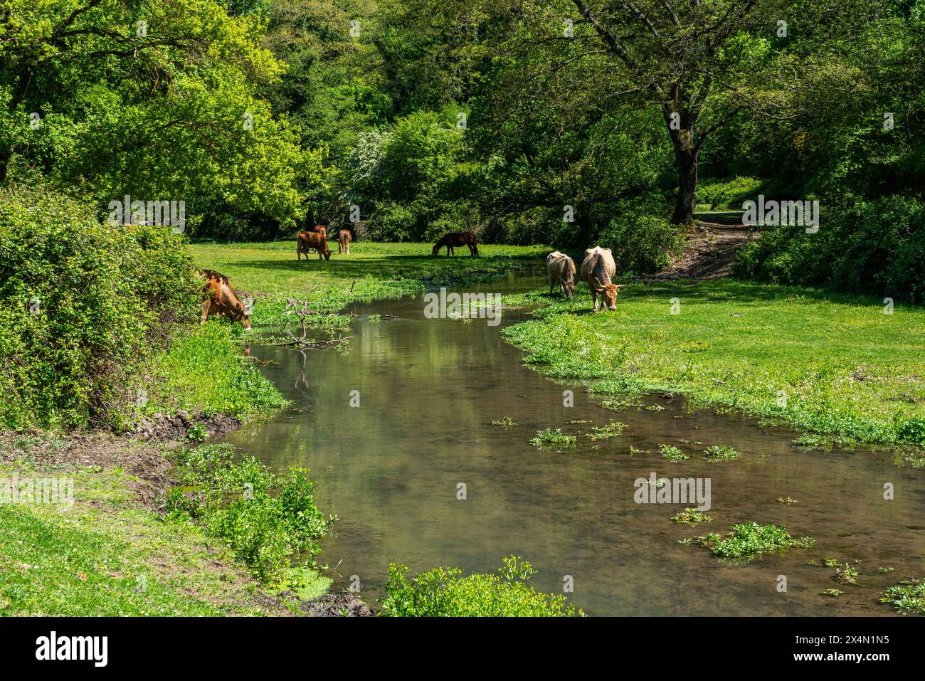 Beautiful scene in the Veio Regional Park, near Formello, Province of ...