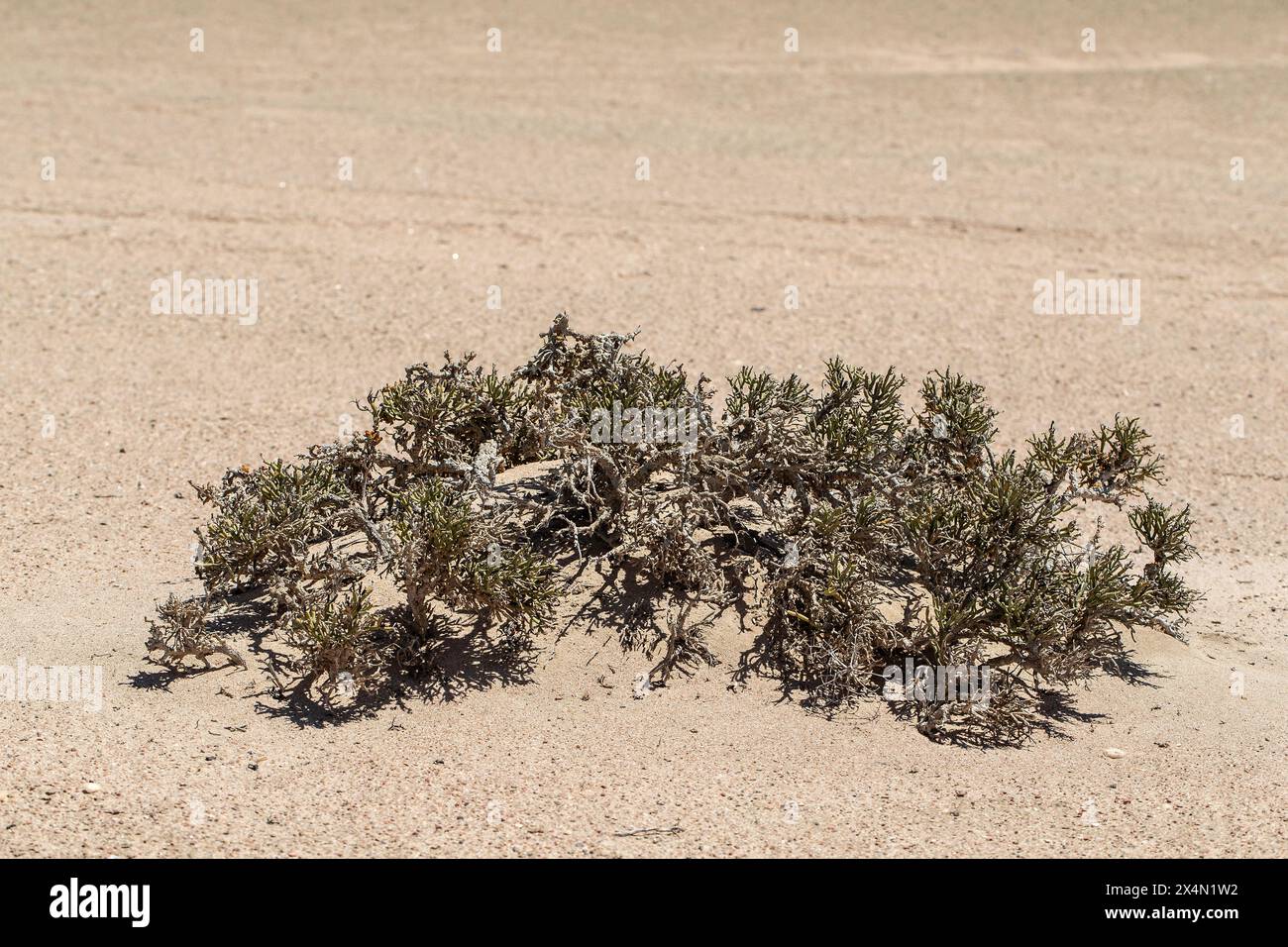 The Ink Bush, out in the flat and endless Namib Desert near Swakopmund ...
