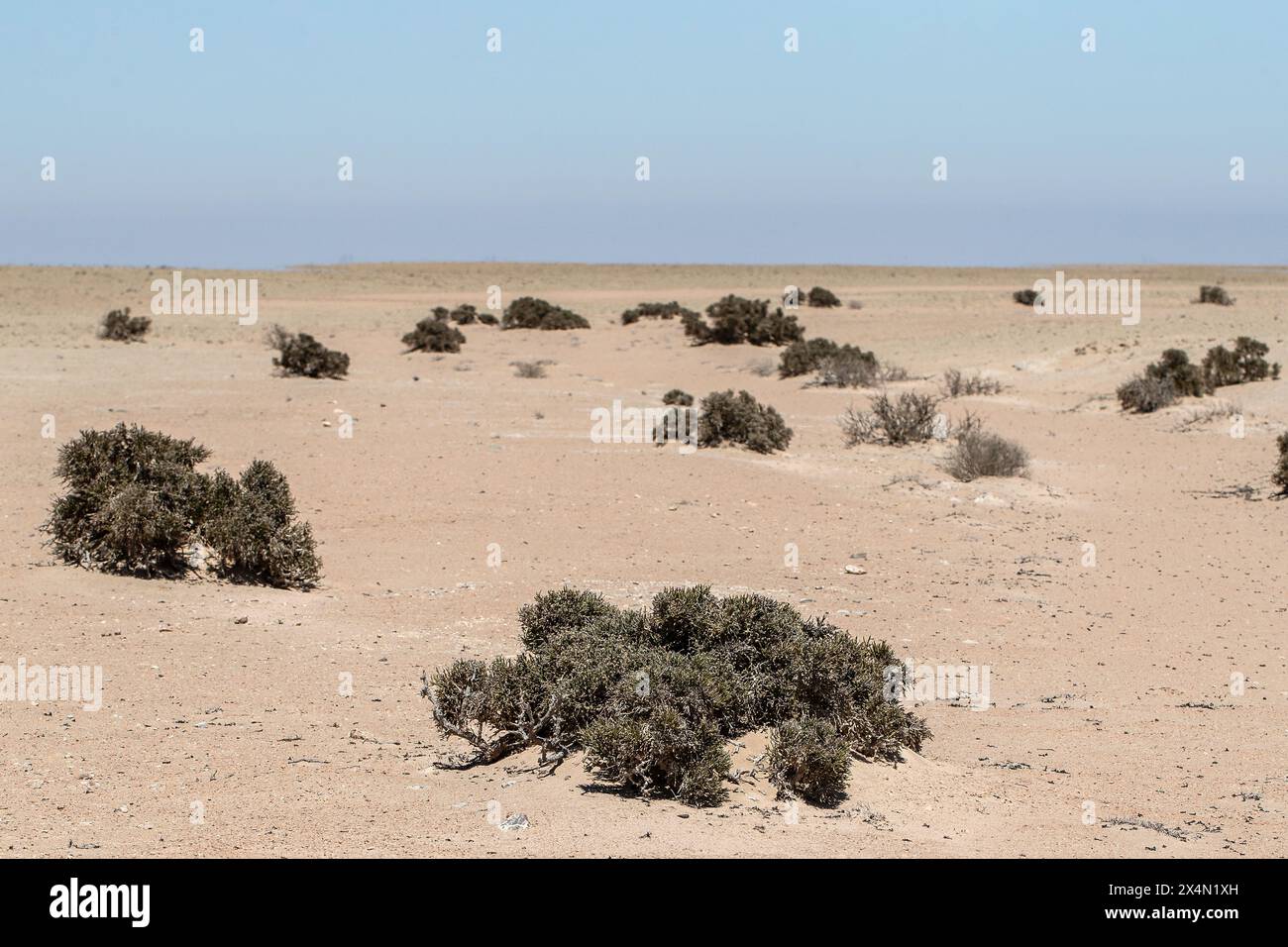 The Ink Bush, out in the flat and endless Namib Desert near Swakopmund ...