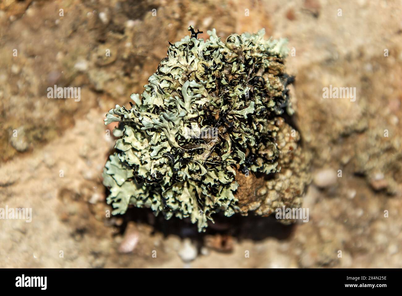 Black lichen turning green when water is added Stock Photo - Alamy