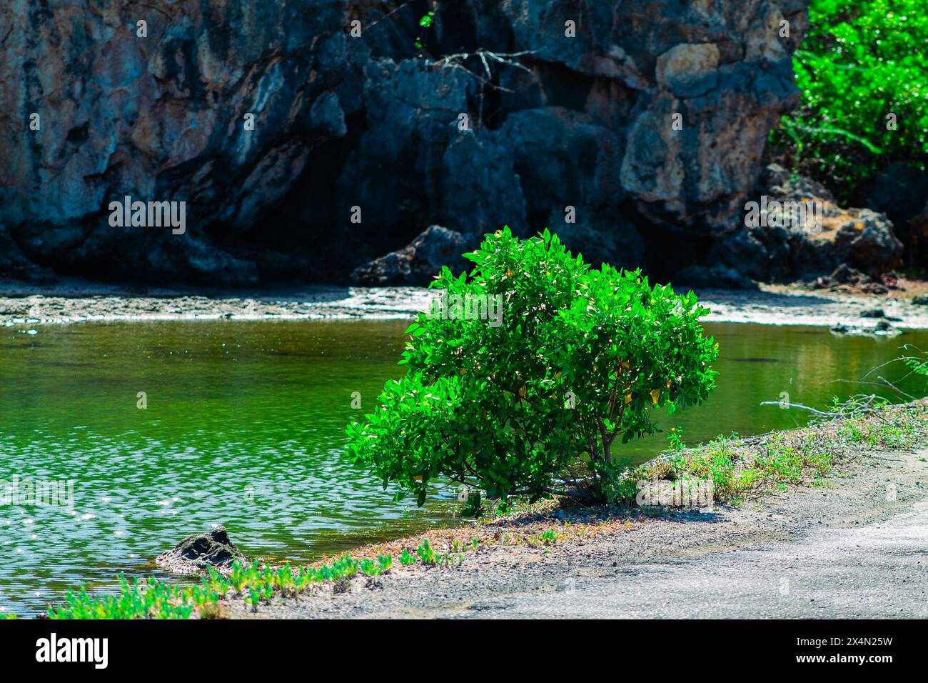 Green tree on the shore of the sea in Curaçao. Nature background Stock ...