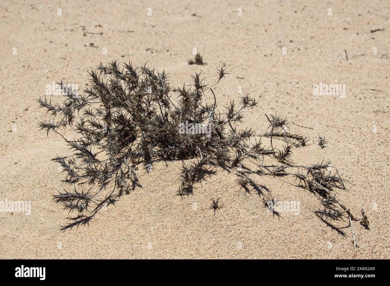 The Ink Bush, out in the flat and endless Namib Desert near Swakopmund ...