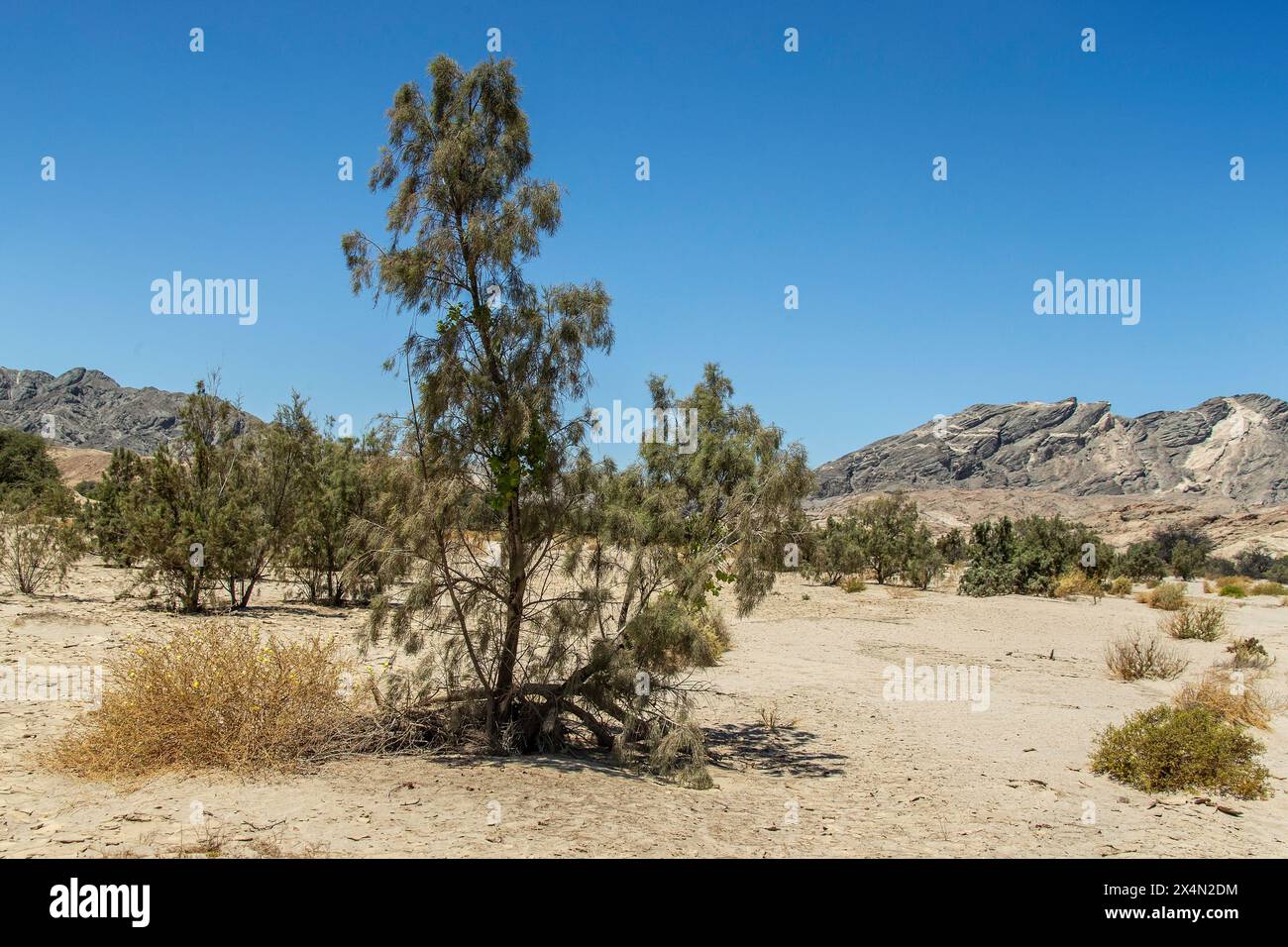 Tamarisk trees and bushes along the line of an underground water supply ...