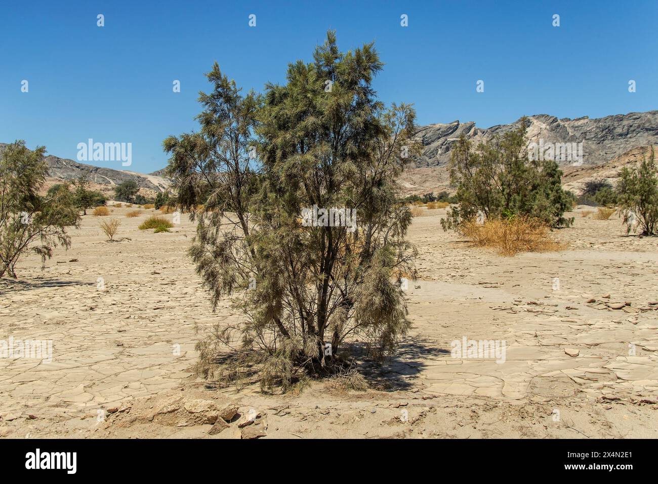 Tamarisk trees and bushes along the line of an underground water supply ...