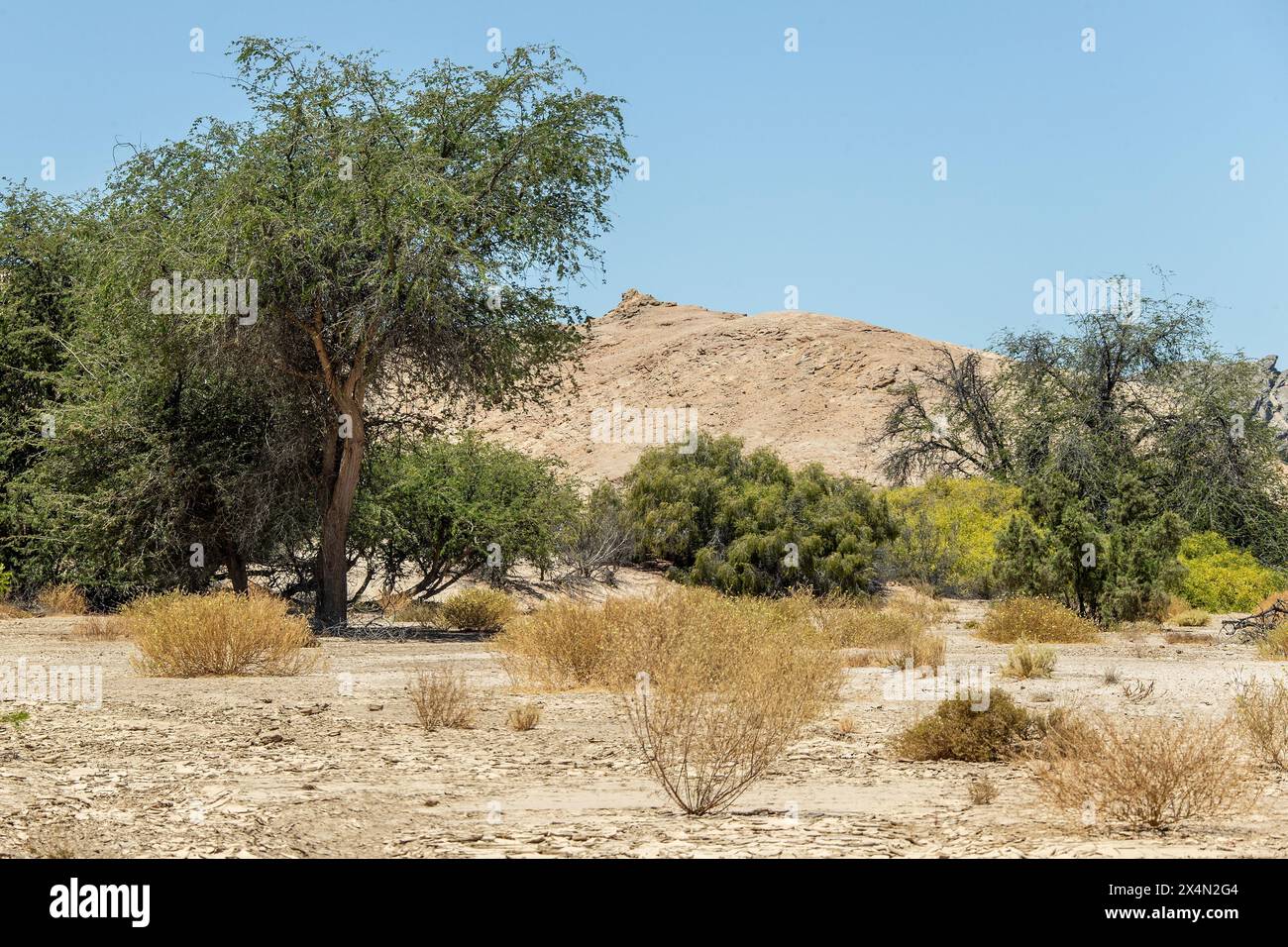 Ana trees or Anabaum trees and other vegetation, in the ephemeral ...