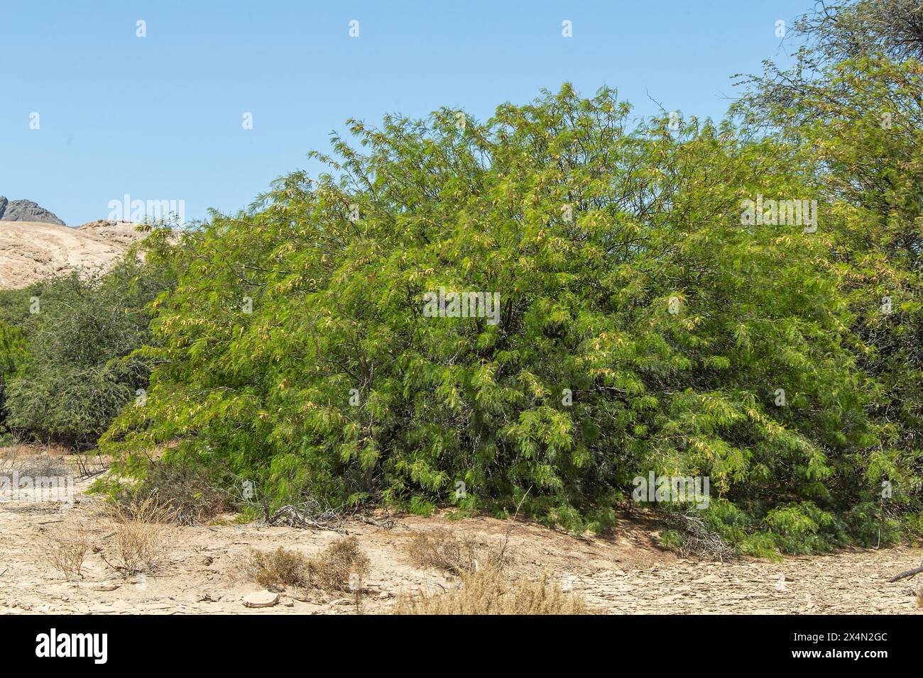 Salvadora, toothbrush or lion bush in the ephemeral Swakop river ...