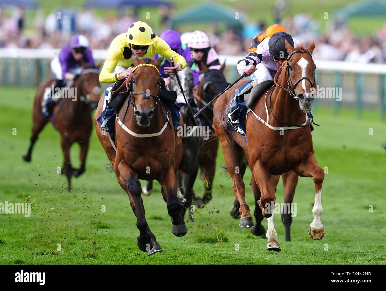 Liberty lane horse hi-res stock photography and images - Alamy