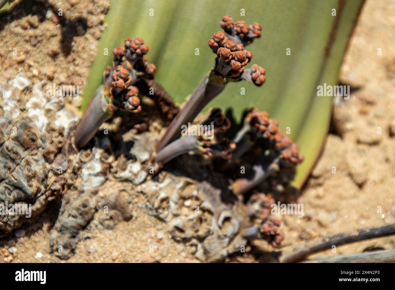 The slow growing Welwitschia Mirabilis, a plant well over a thousand ...