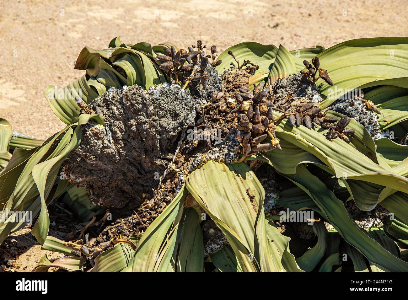 The slow growing Welwitschia Mirabilis, a plant well over a thousand ...