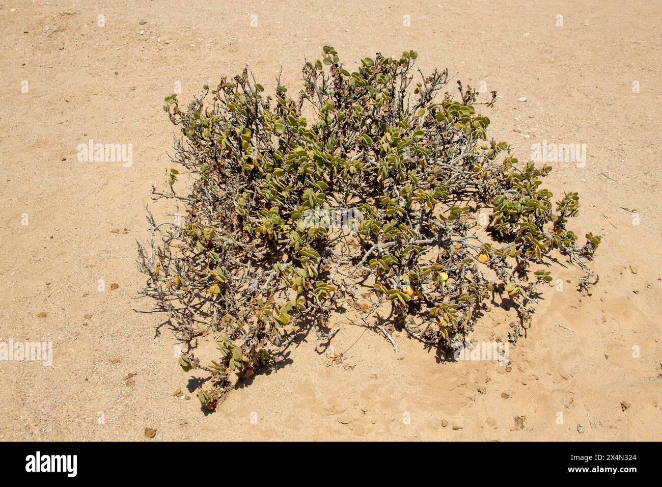 The dollar bush, growing out in the Namib Desert Stock Photo - Alamy