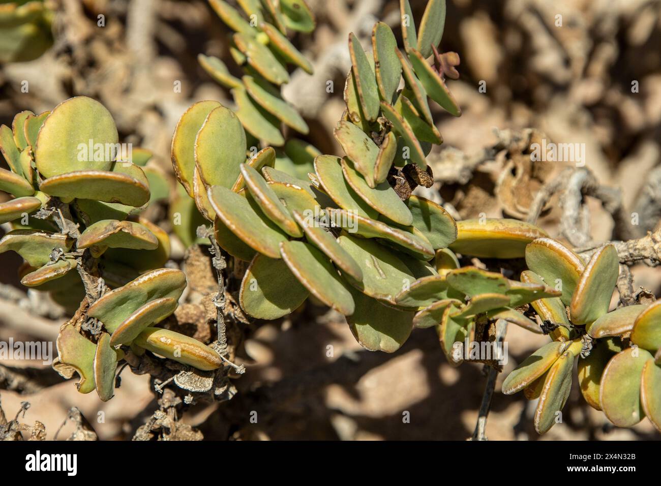 The dollar bush, growing out in the Namib Desert Stock Photo - Alamy