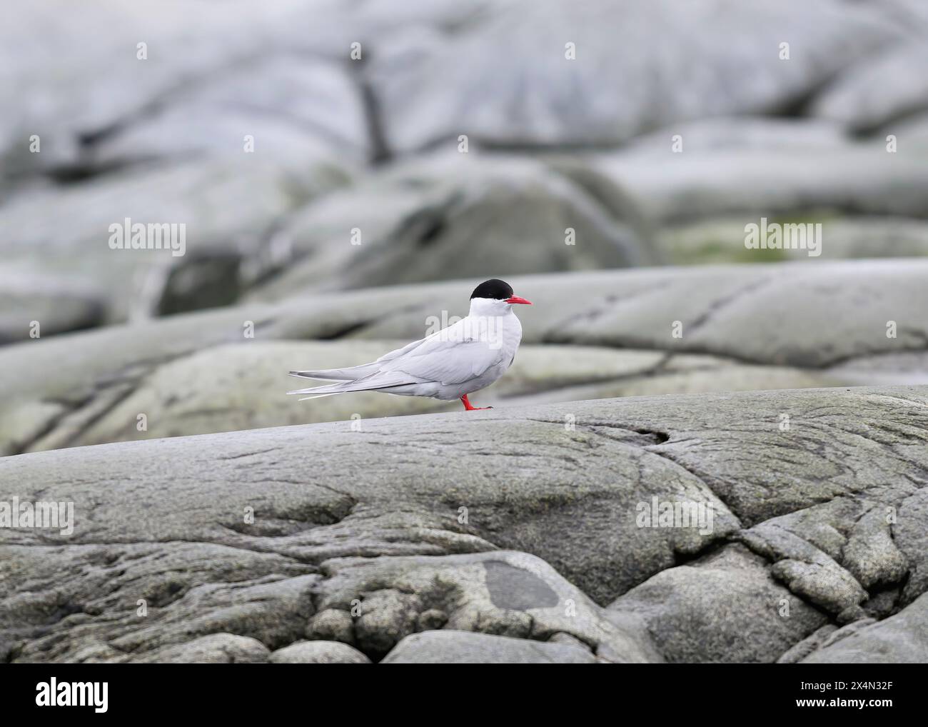 Tern Antarctic (Sterna vittata), Pleneau Island, Antarctic Peninsular ...