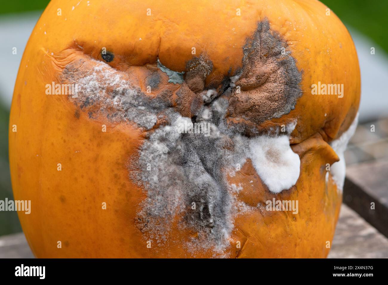 Rotten Jack- O -Lantern pumpkin after six months storage in a garage ...