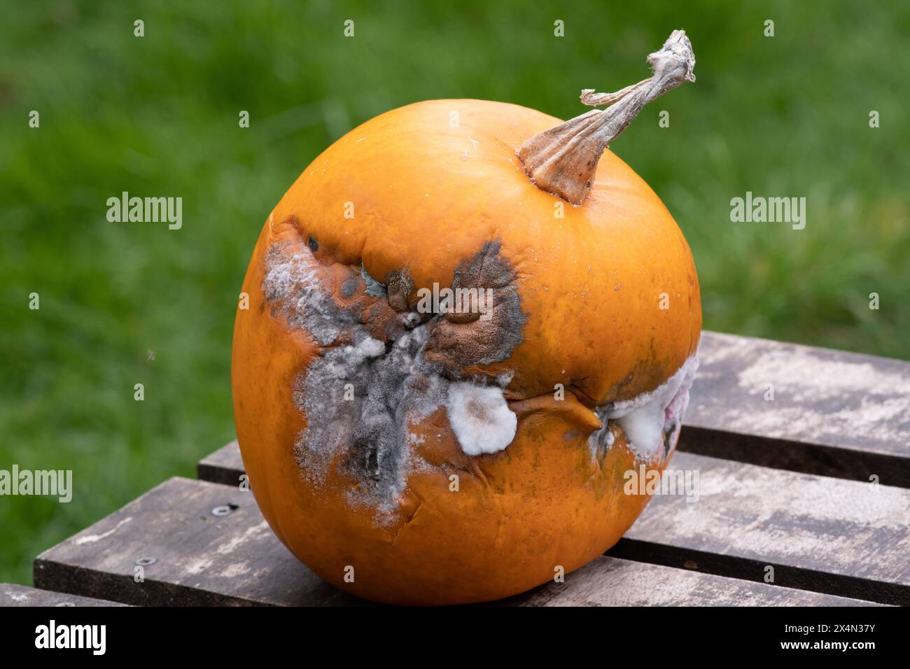 Rotten squash hi-res stock photography and images - Alamy