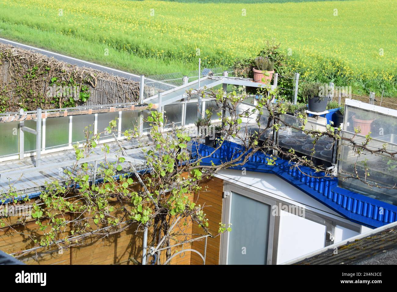 Urban roof fruit tree hi-res stock photography and images - Alamy