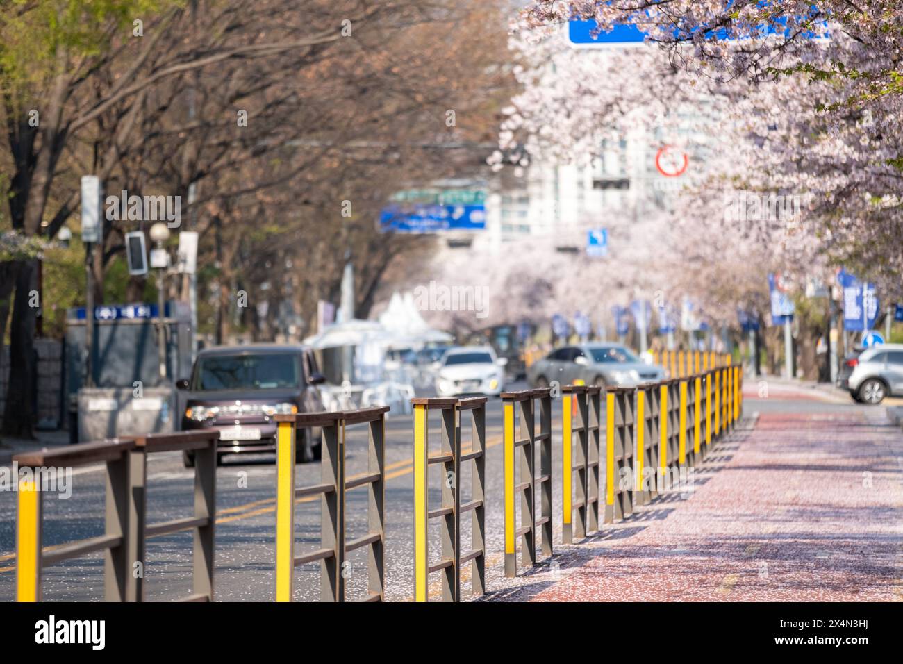 Yeongdeungpo Yeouido Spring Flower Festival, one of the annual cherry ...