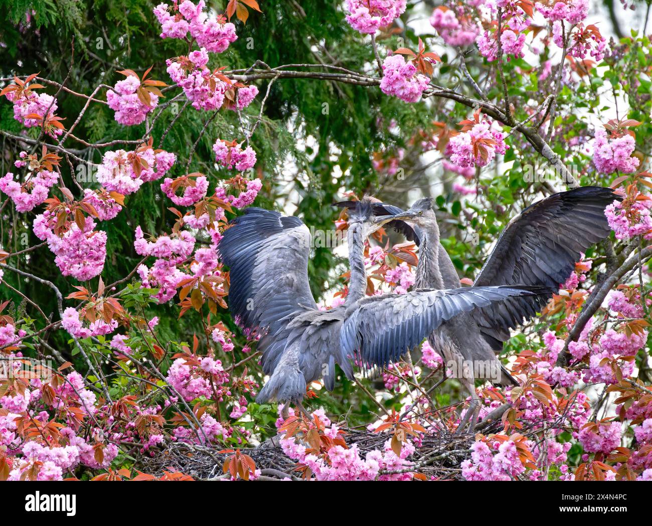Pink herons hi-res stock photography and images - Alamy