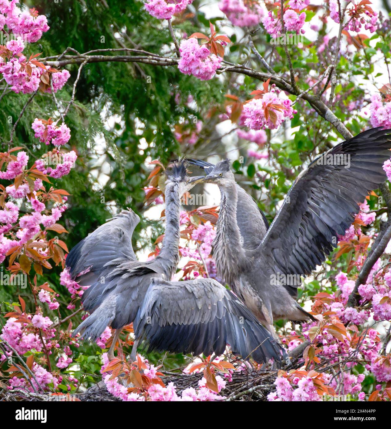 Four grey heron chicks hi-res stock photography and images - Alamy