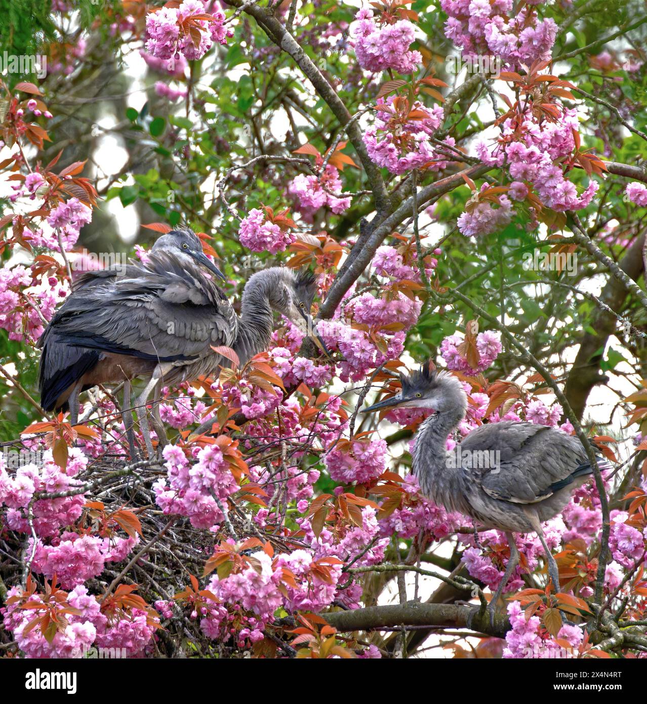 Four grey herons in nest hi-res stock photography and images - Alamy