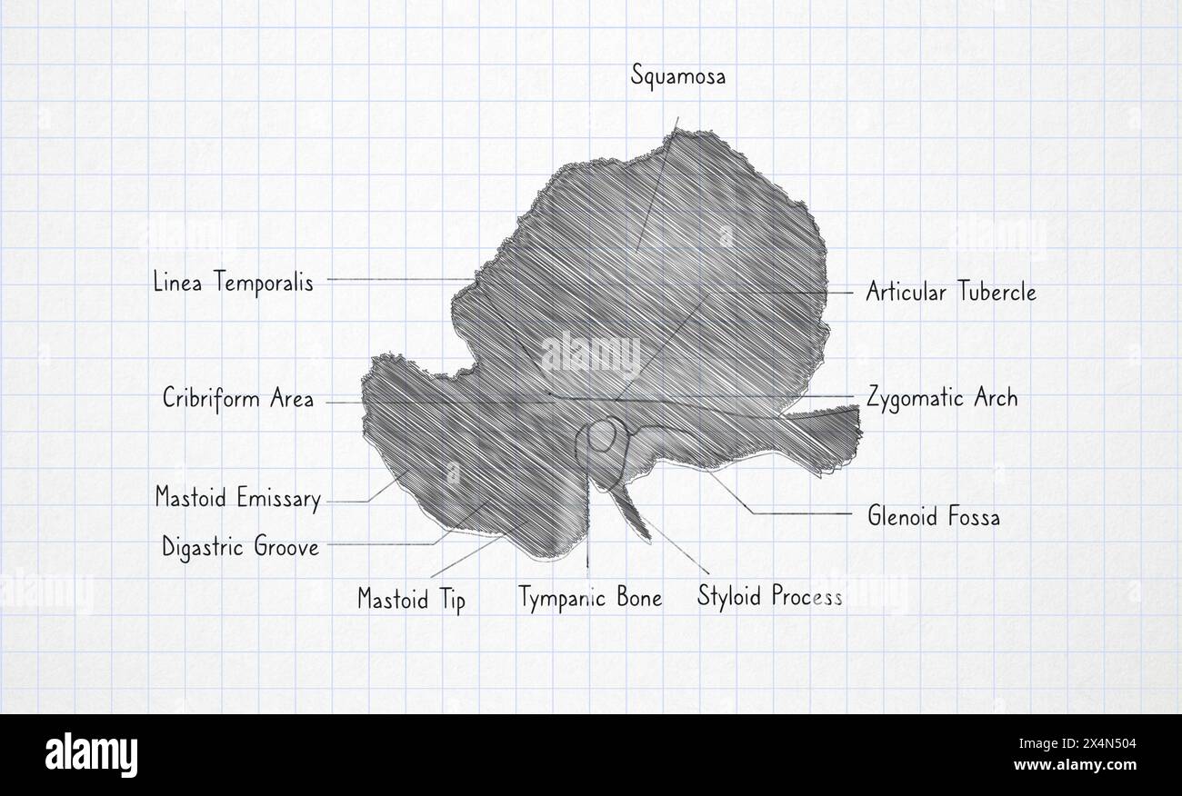 Hand Drawn of Human Anatomy Temporal Bones on Chalkboard Stock Photo ...