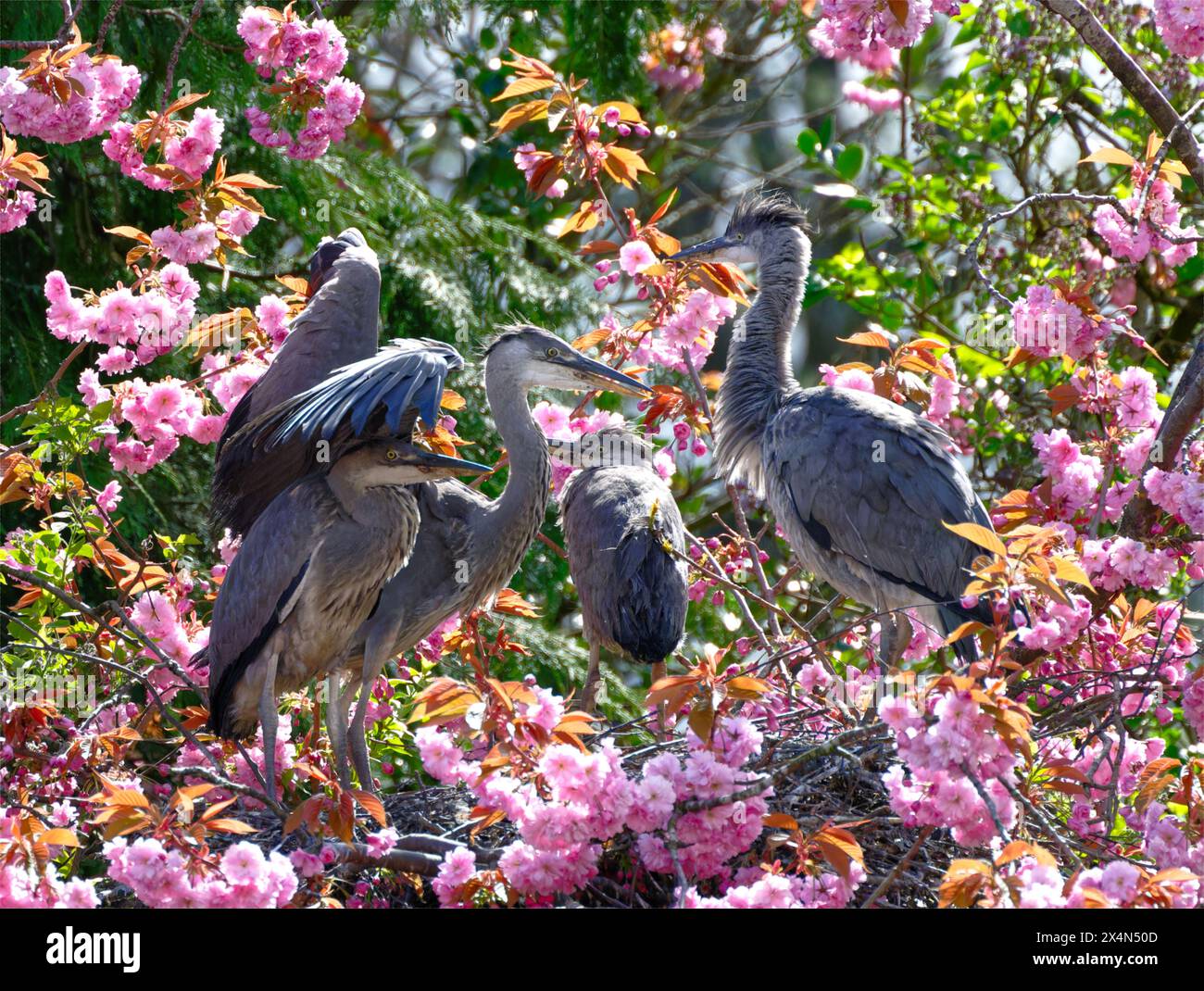 Pink herons hi-res stock photography and images - Alamy