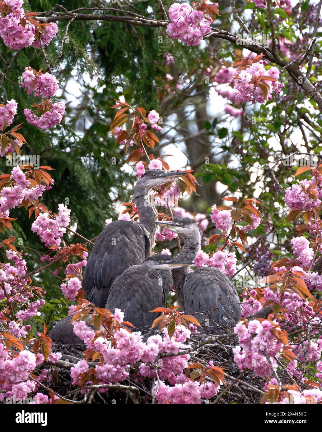 Pink herons hi-res stock photography and images - Alamy