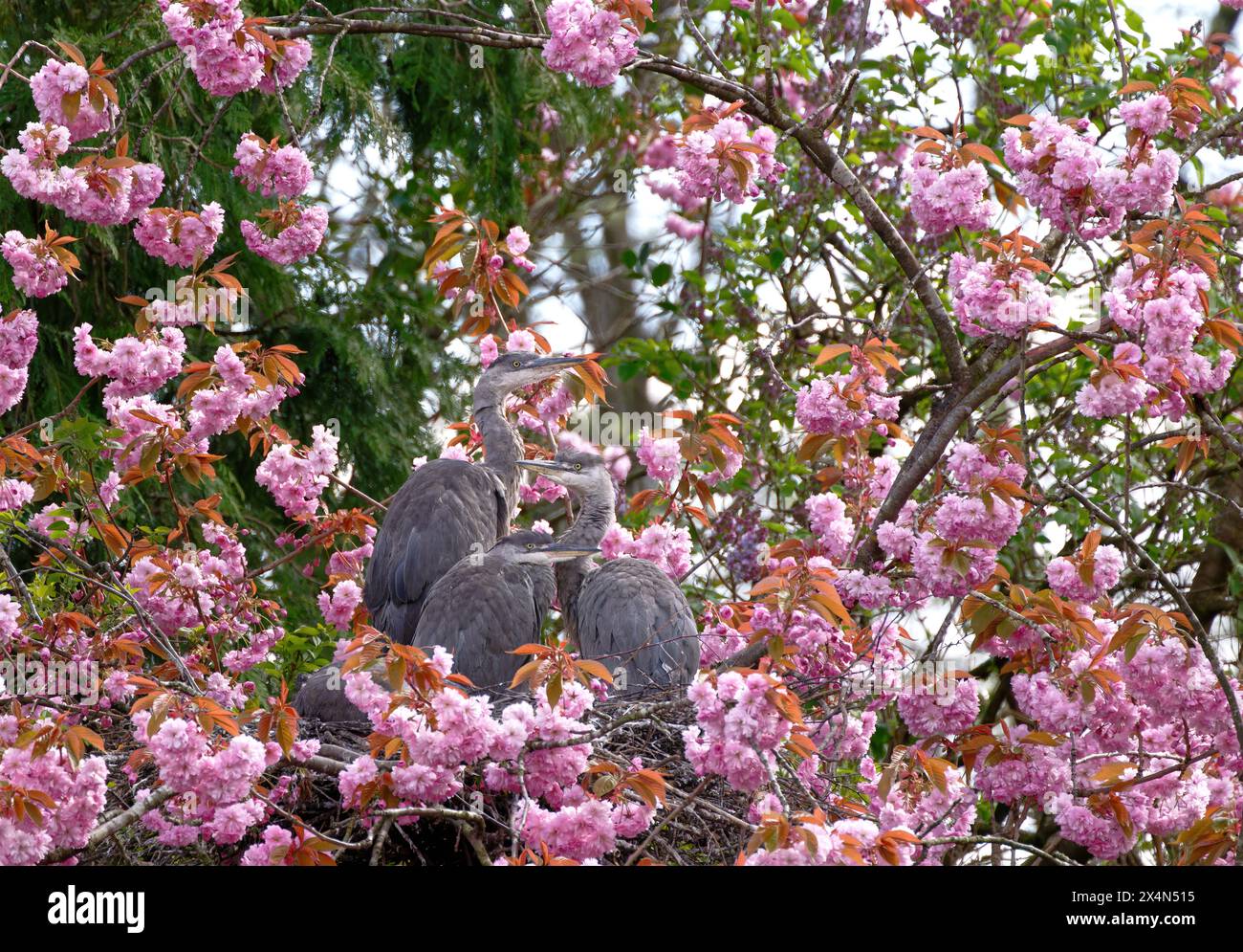 Grey juvenile herons in cherry blossom tree hi-res stock photography ...