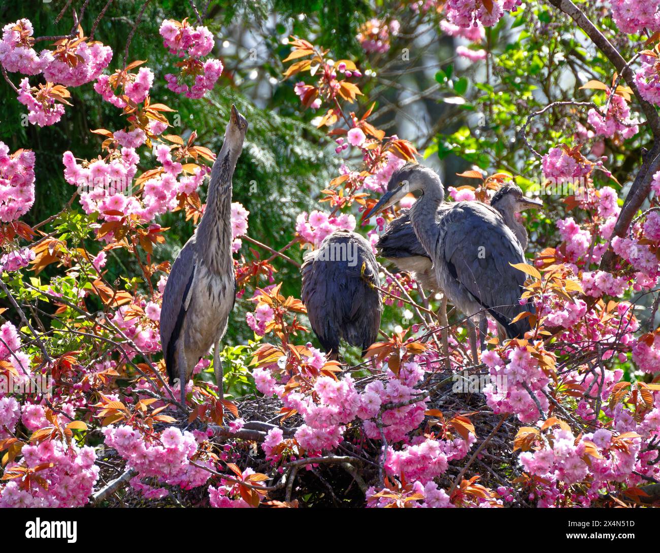 Four grey herons in nest hi-res stock photography and images - Alamy
