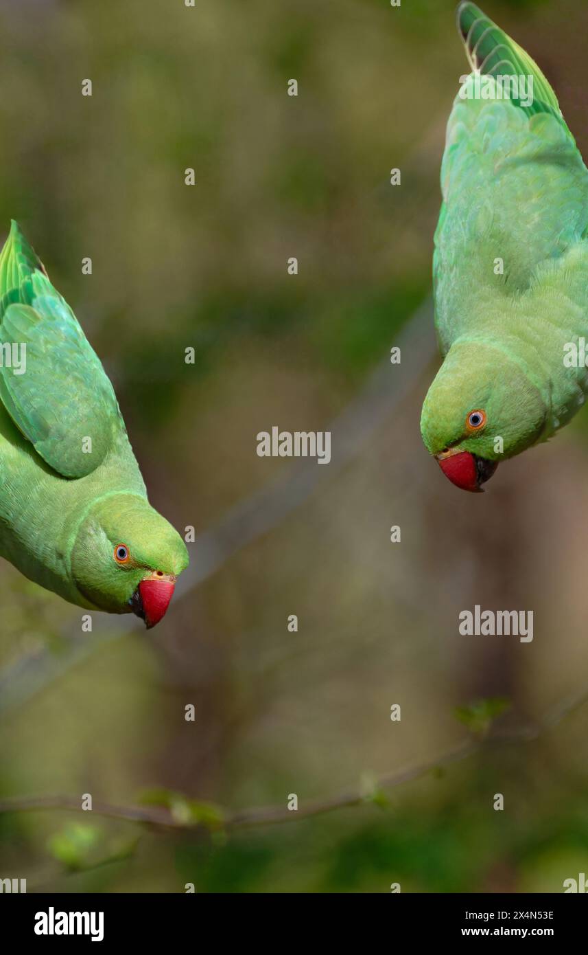 Landscape format of parakeet birds hi-res stock photography and images ...
