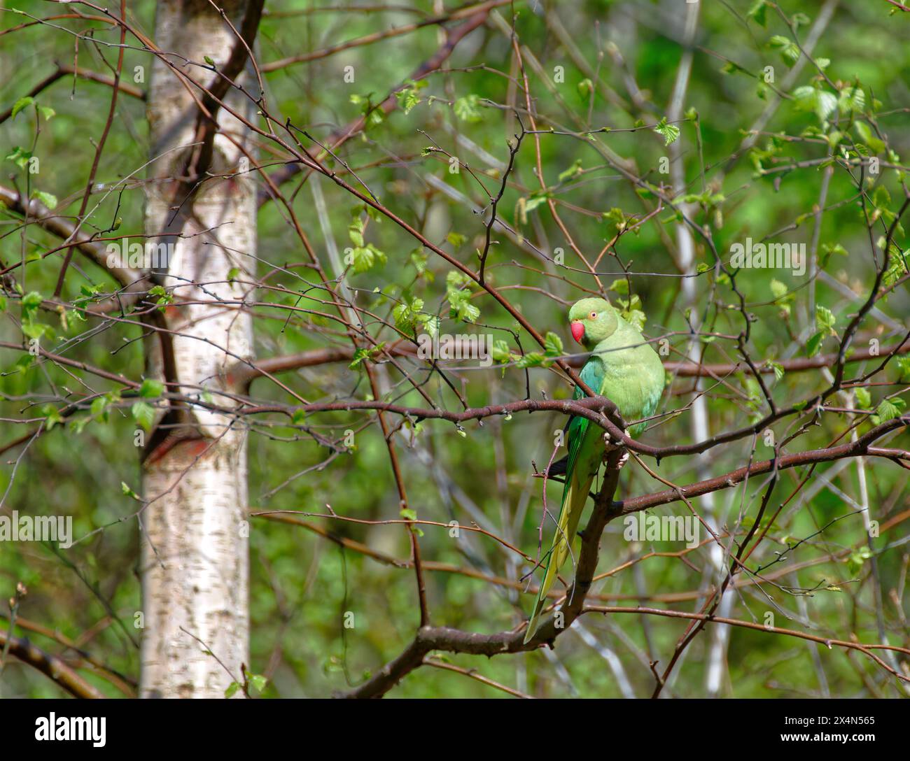 Landscape format of parakeet birds hi-res stock photography and images ...