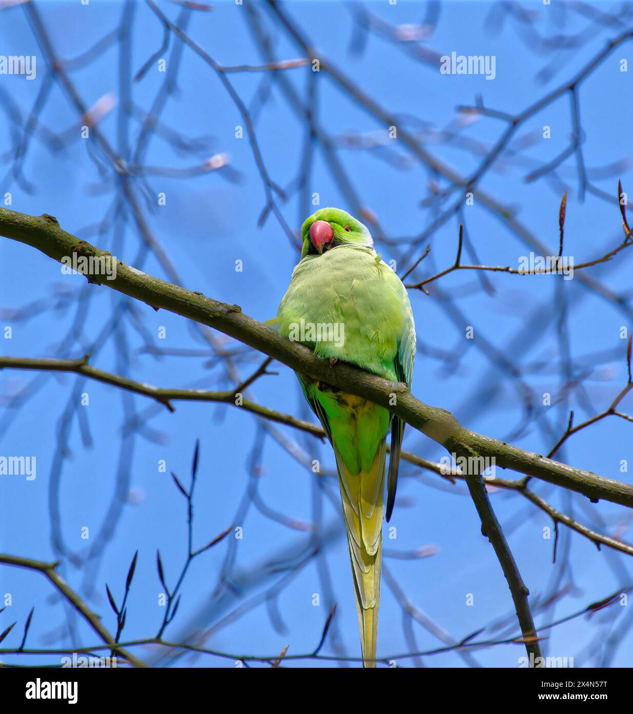 Landscape format of parakeet birds hi-res stock photography and images ...