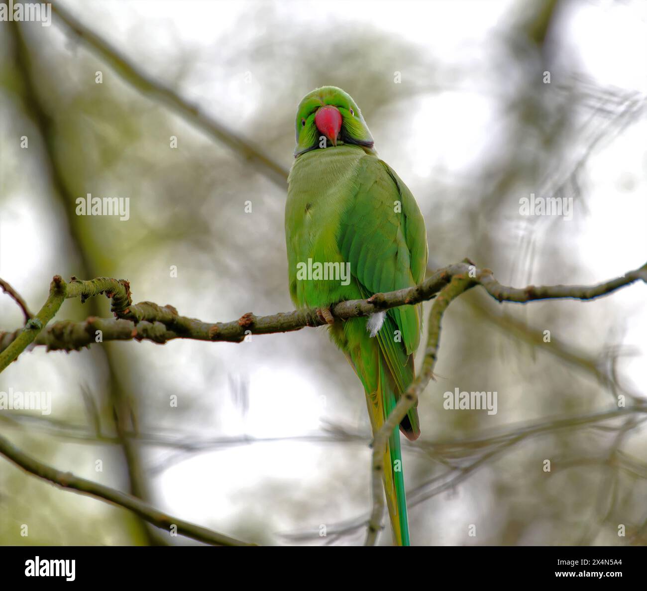 Landscape format of parakeet birds hi-res stock photography and images ...