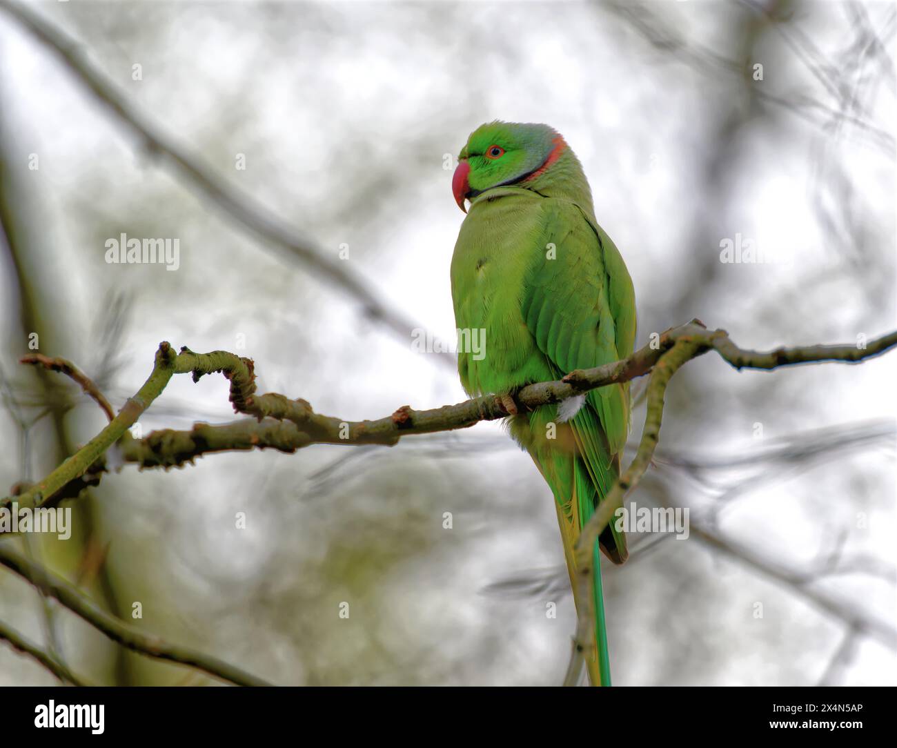 Landscape format of parakeet birds hi-res stock photography and images ...