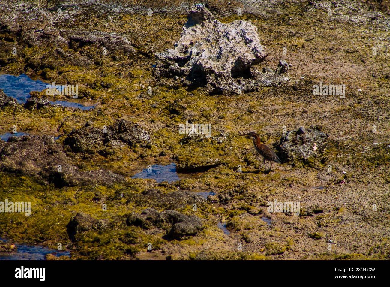 Bird on the rocks in the lagoon of the island of Curaçao Stock Photo ...