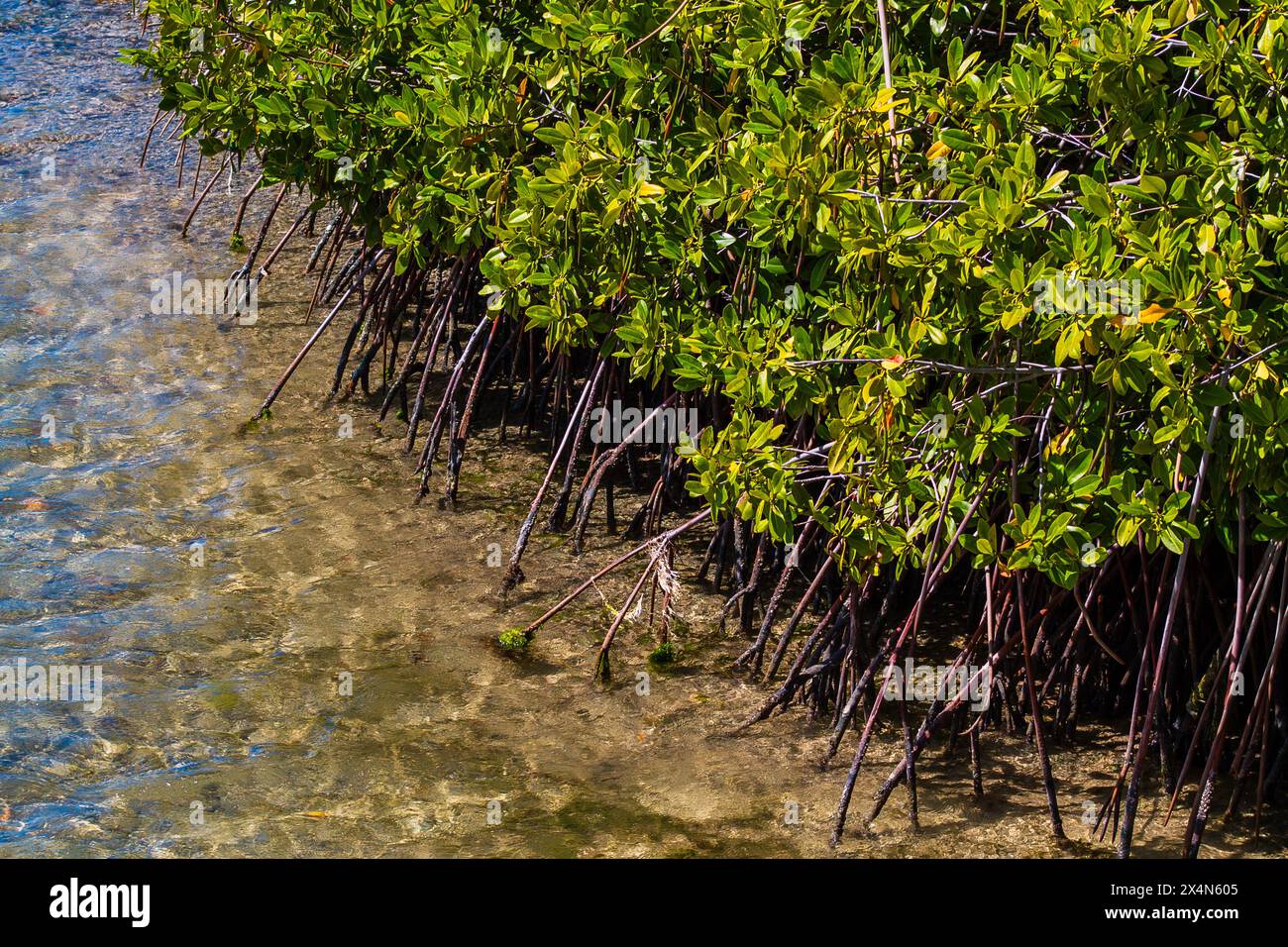 Mangrove trees in the mangrove forest, Curaçao Stock Photo - Alamy